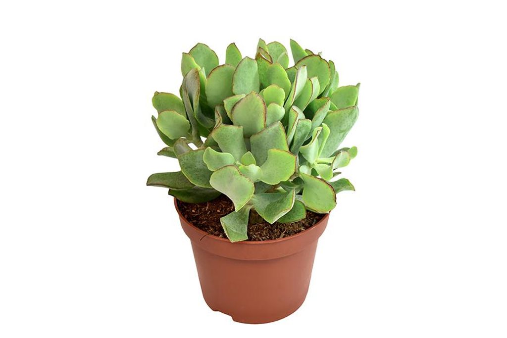 Sukkulente – Dickblatt (Crassula) – Höhe: 23 | Kaufland.de