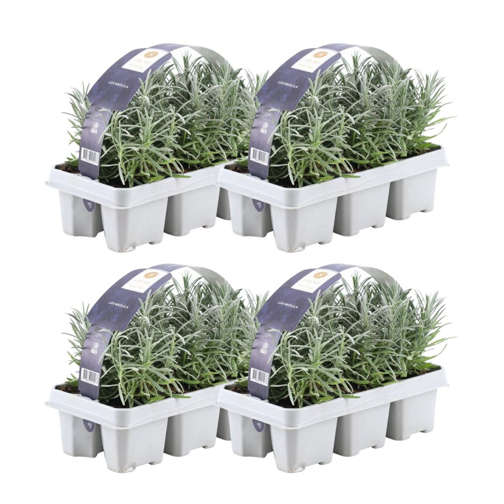 4 x 6er set Lavendel angustifolia - 24 x Ø7 | Kaufland.de