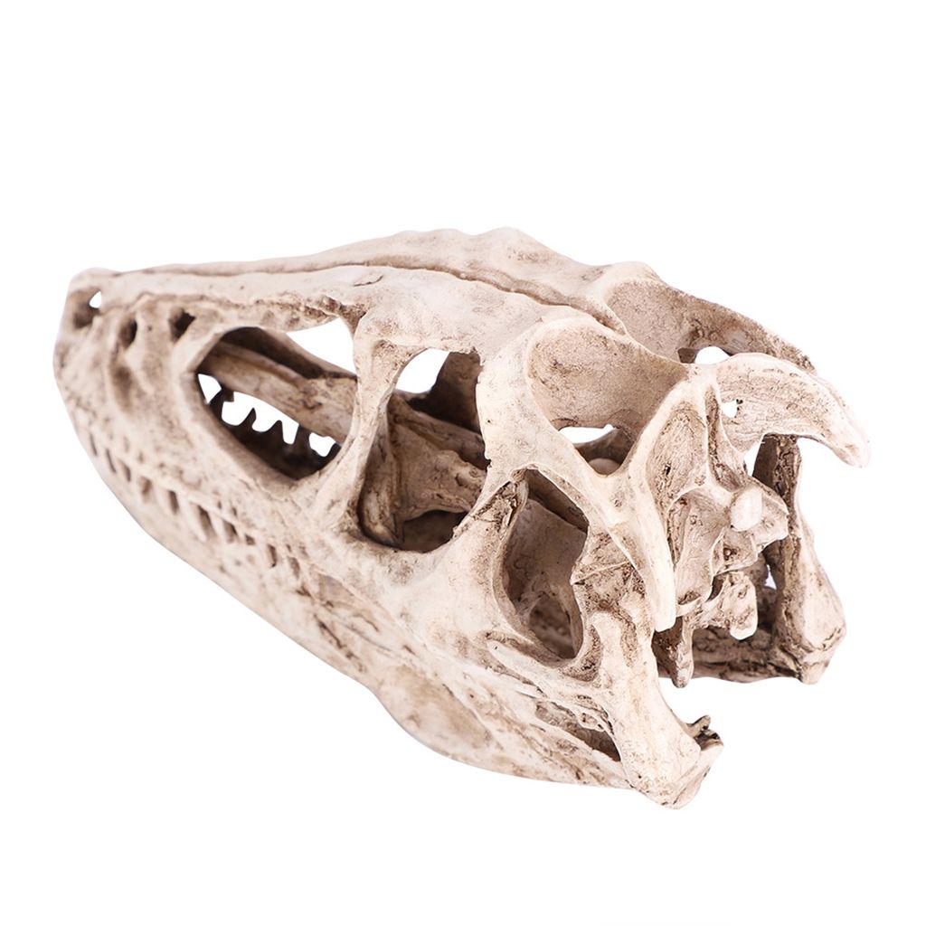 Dinosauří lebka Model, model zvířecí lebky, | Kaufland.cz
