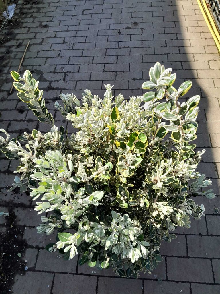 Metrosideros excelsa 'Variegata' 80-100 cm - | Kaufland.de