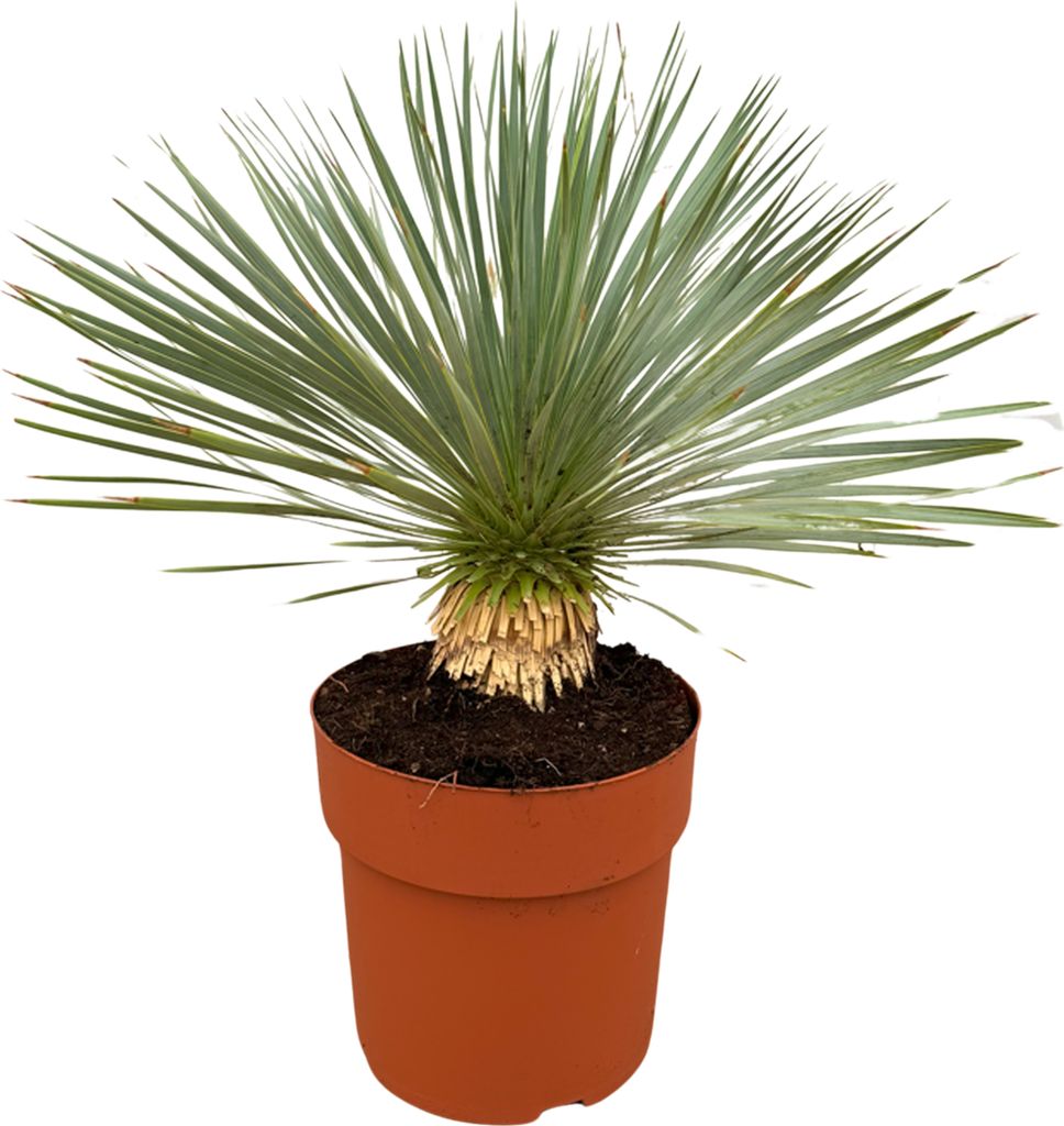 Trendyplants - Yucca Rostrata am Stamm - Winterhart