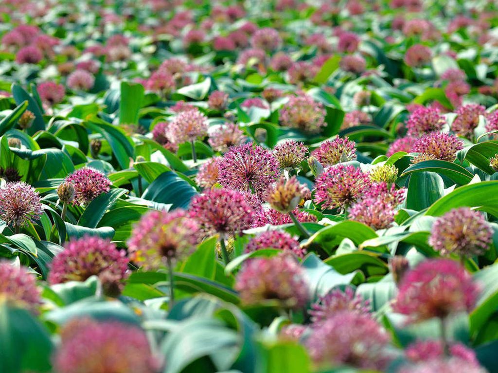 Allium Karataviense "Red Giant Star" | Kaufland.de