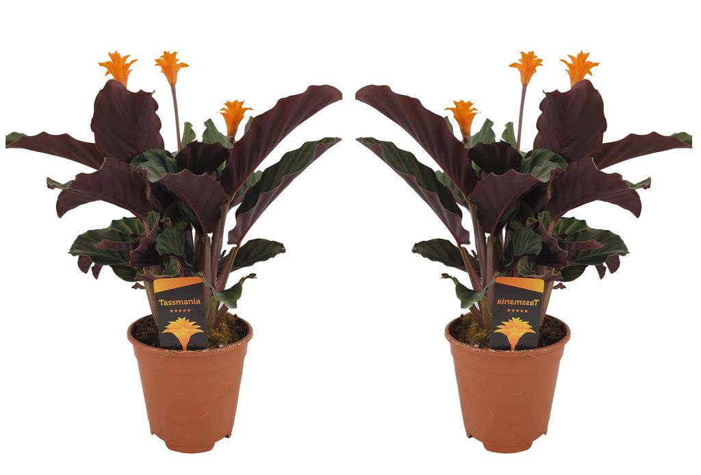 Plant in a Box - Calathea Crocata - 2er Set | Kaufland.de