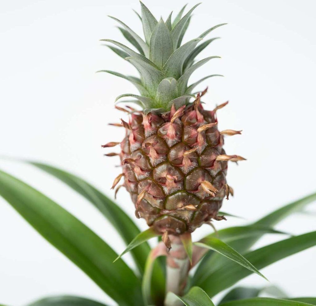 Ananas Comosus Pflege