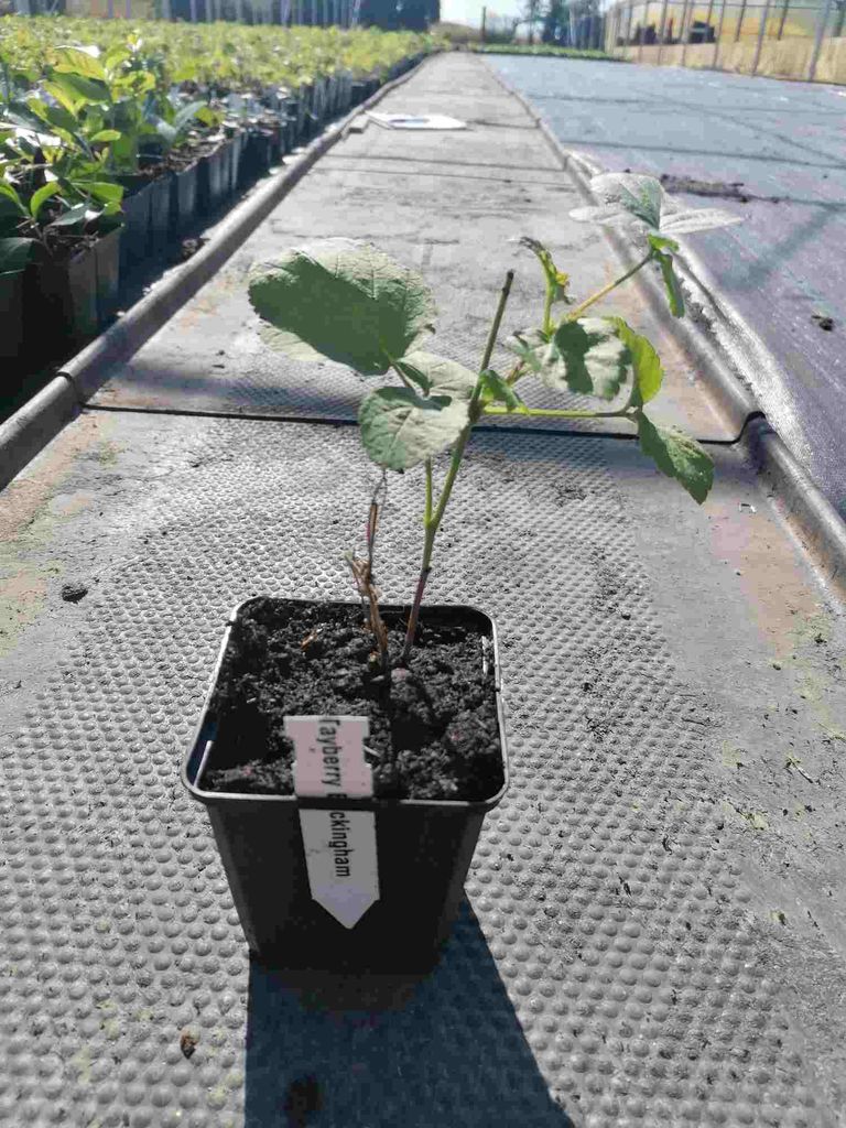 Brombeere - Rubus Buckingham Tayberry' ca. 30 | Kaufland.de