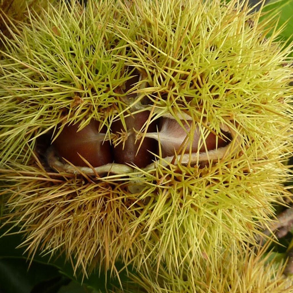 Esskastanie Ecker 1 - Castanea sativa | Kaufland.de