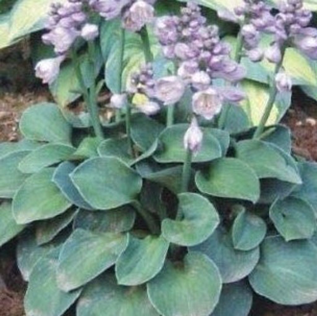 12 Hosta Blue Mouse Ears Mini Funkie | Kaufland.de