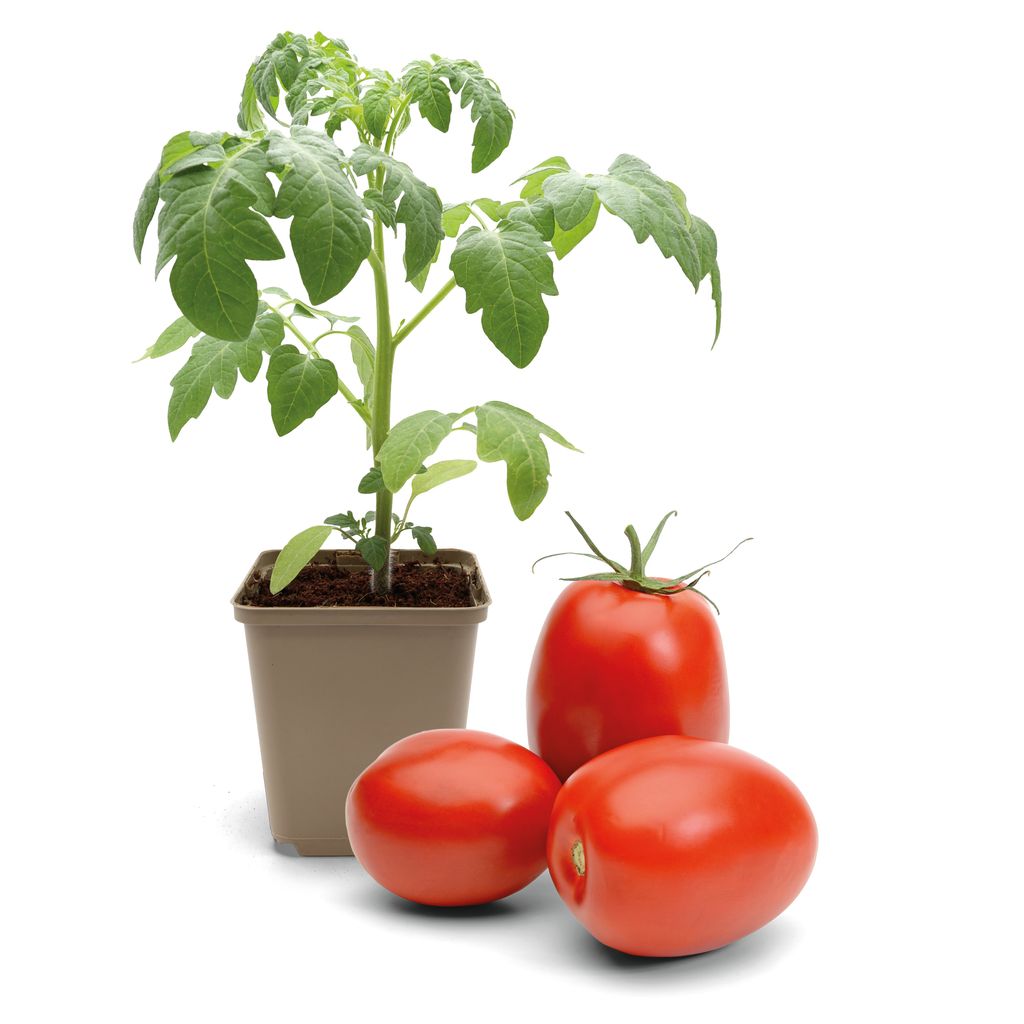 Buschtomatenpflanze Roma | Tomatenpflanzen | Kaufland.de