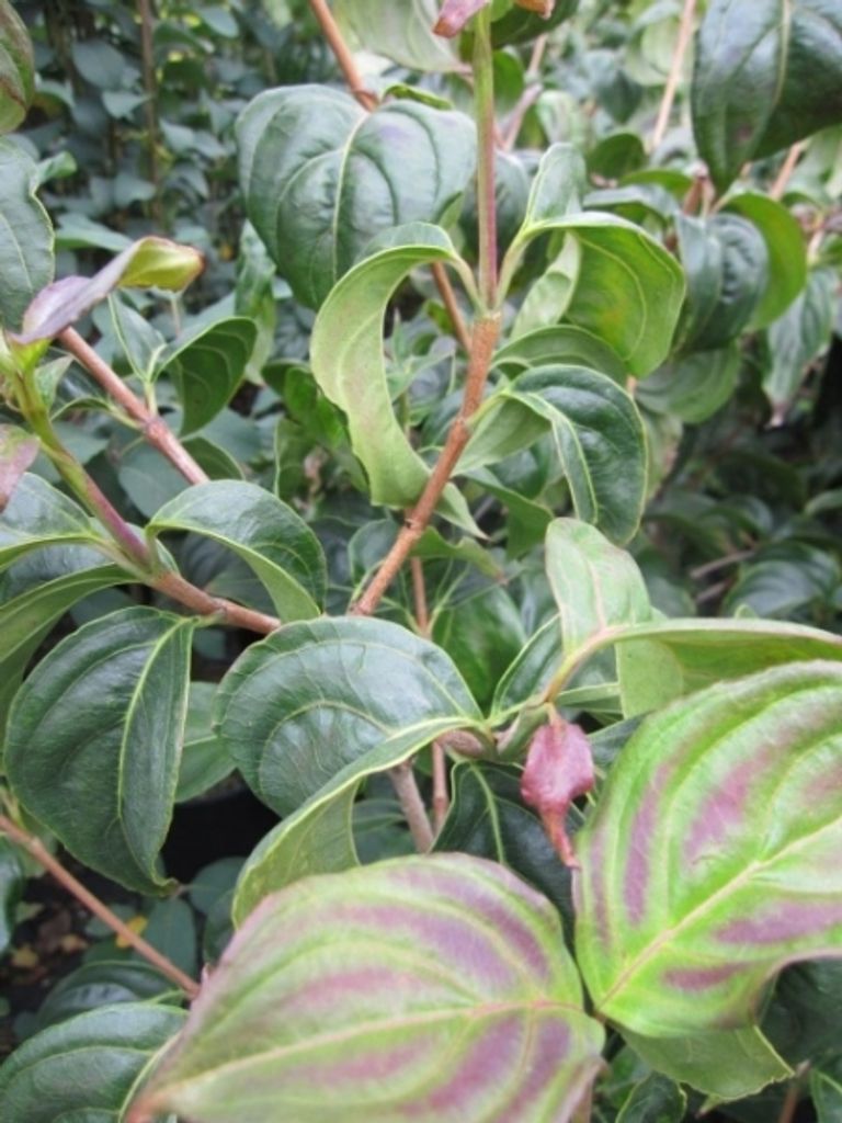 Cornus kousa Pévé Satomi Compact - | Kaufland.de