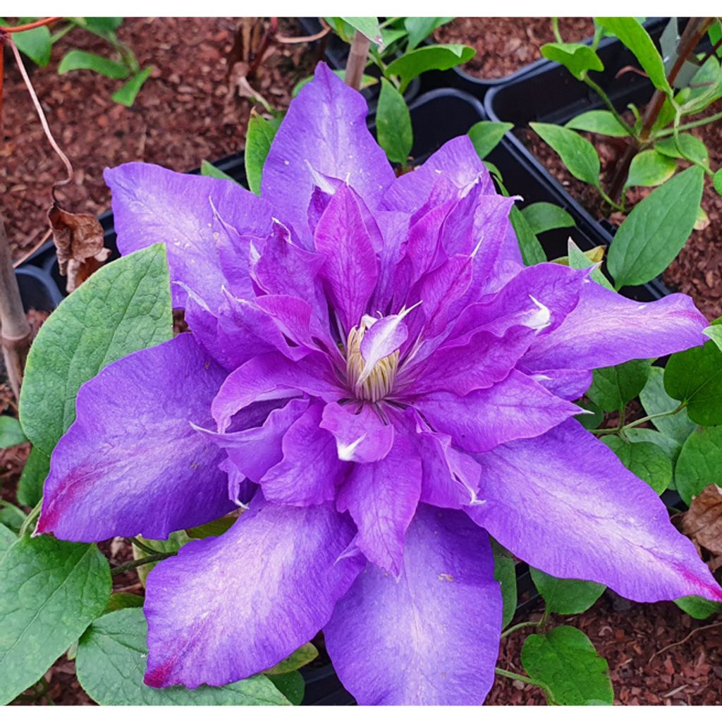 Clematis Daniel Deronda 1L Keře a stromky | Kaufland.cz