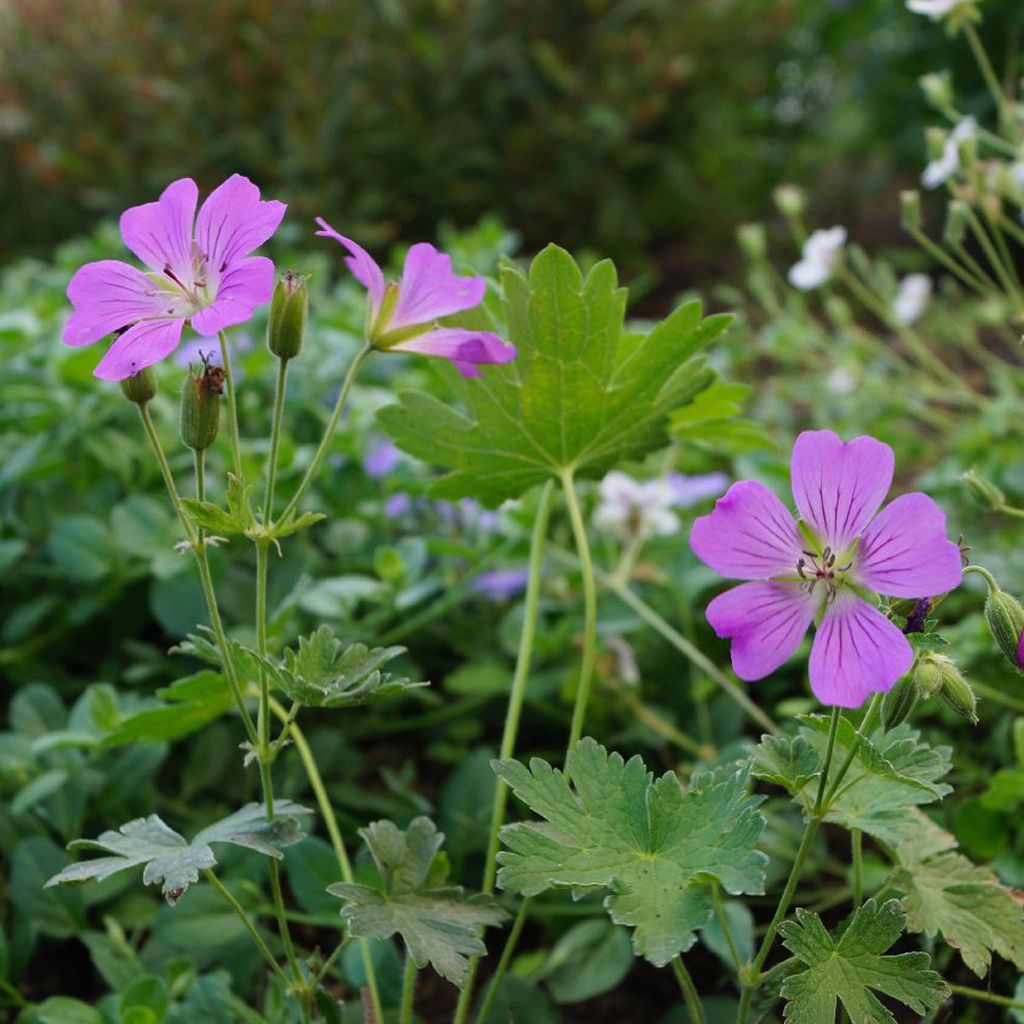6 x Geranium 'Sirak' - Geranium 'Sirak' - | Kaufland.sk