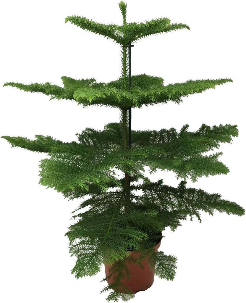 Norfolk-Araukarie - Araucaria Heterophylla - | Kaufland.de