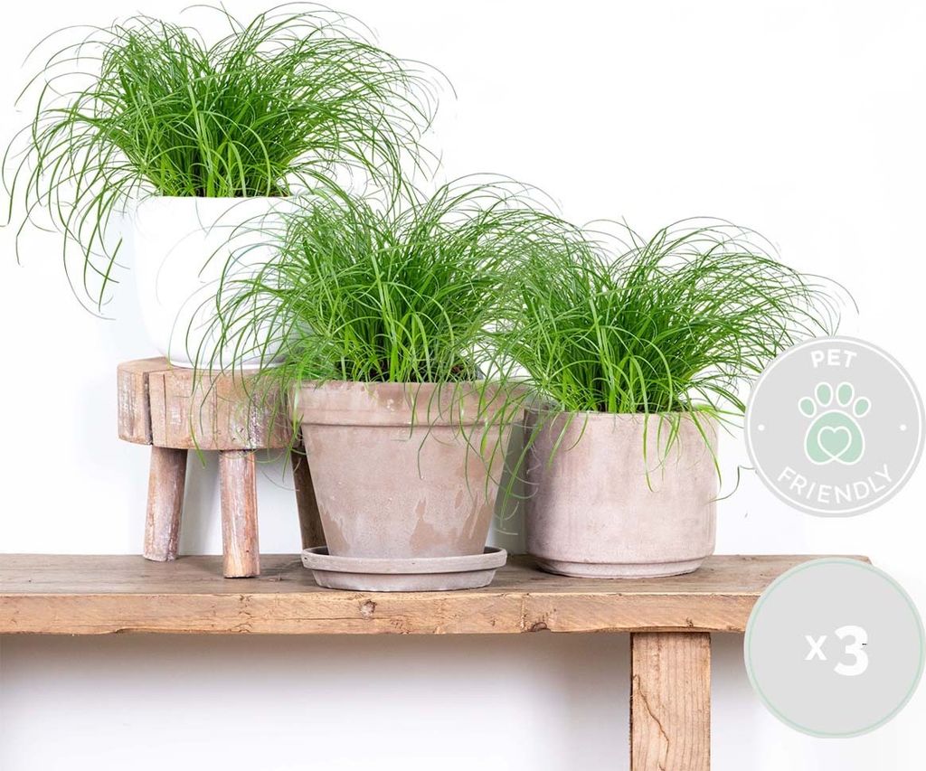 3x Cyperus \'Zumula\' - Katzengras - | Kaufland.de