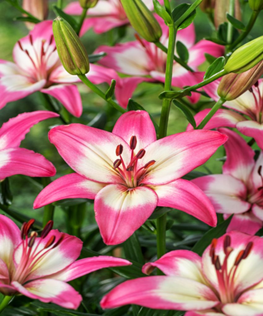 Asiatische Lilie Levi 1 St. Lilium | Kaufland.de
