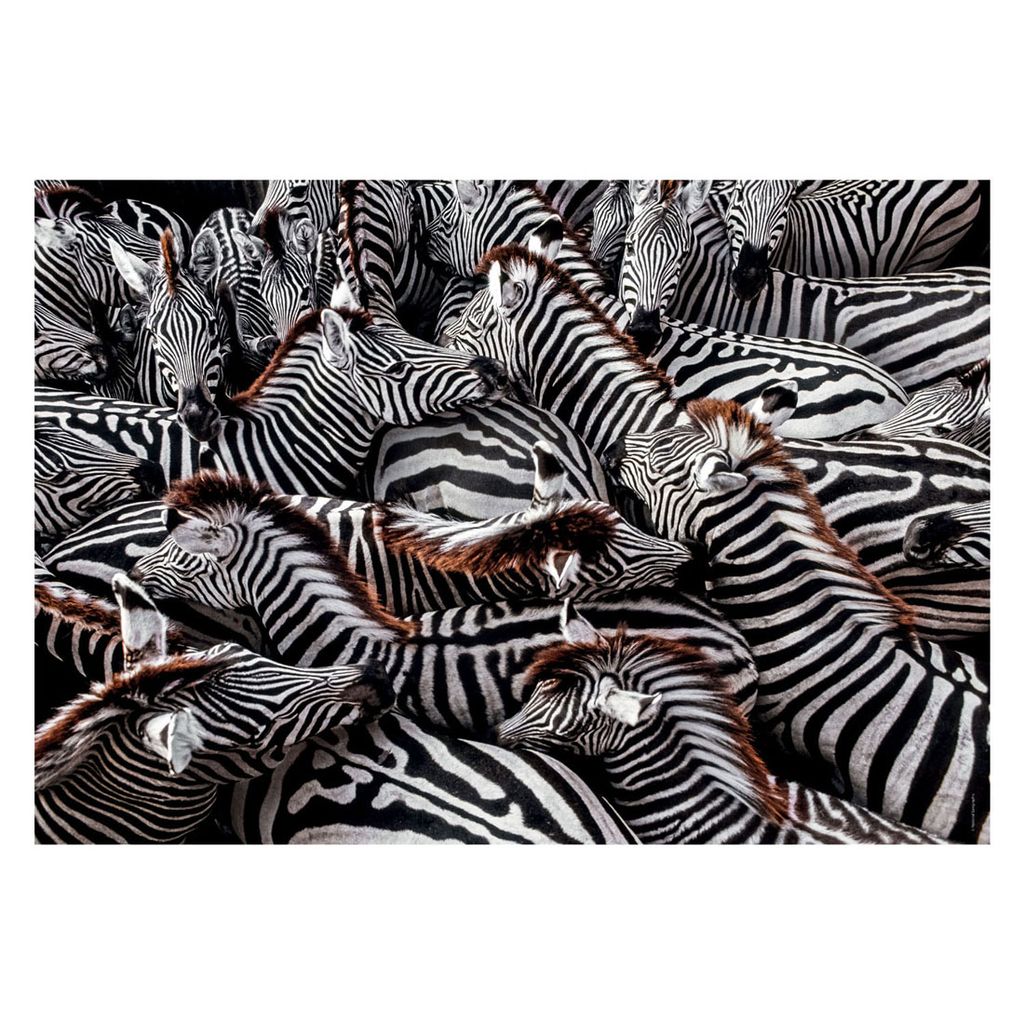 CLEMENTONI PZL 1000 Zebras 0 | Kaufland.de