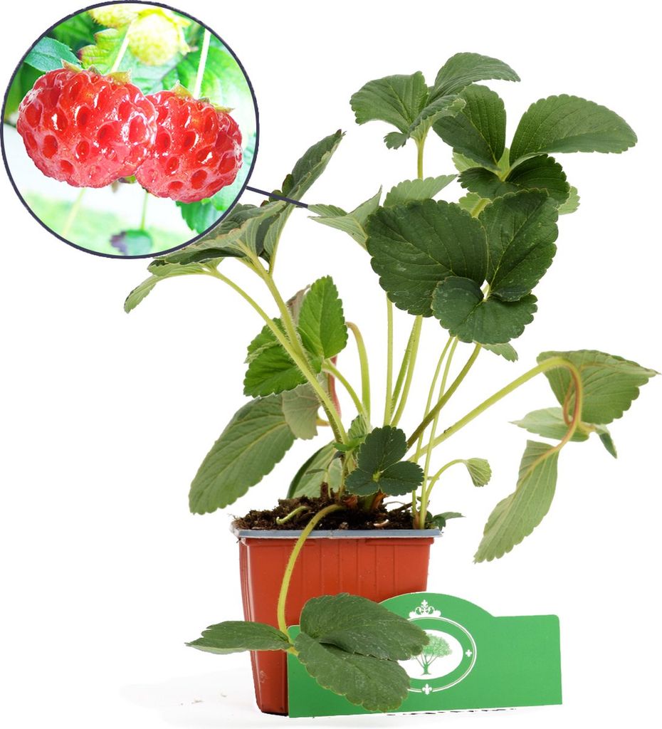 Fragaria x ananassa 'Framberry' Erdbeere, 3 | Kaufland.de