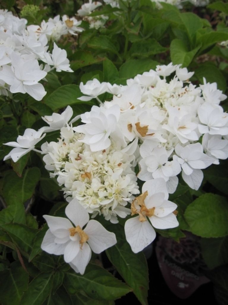 Bauernhortensie Beautensia Coco - Hydrangea | Kaufland.de