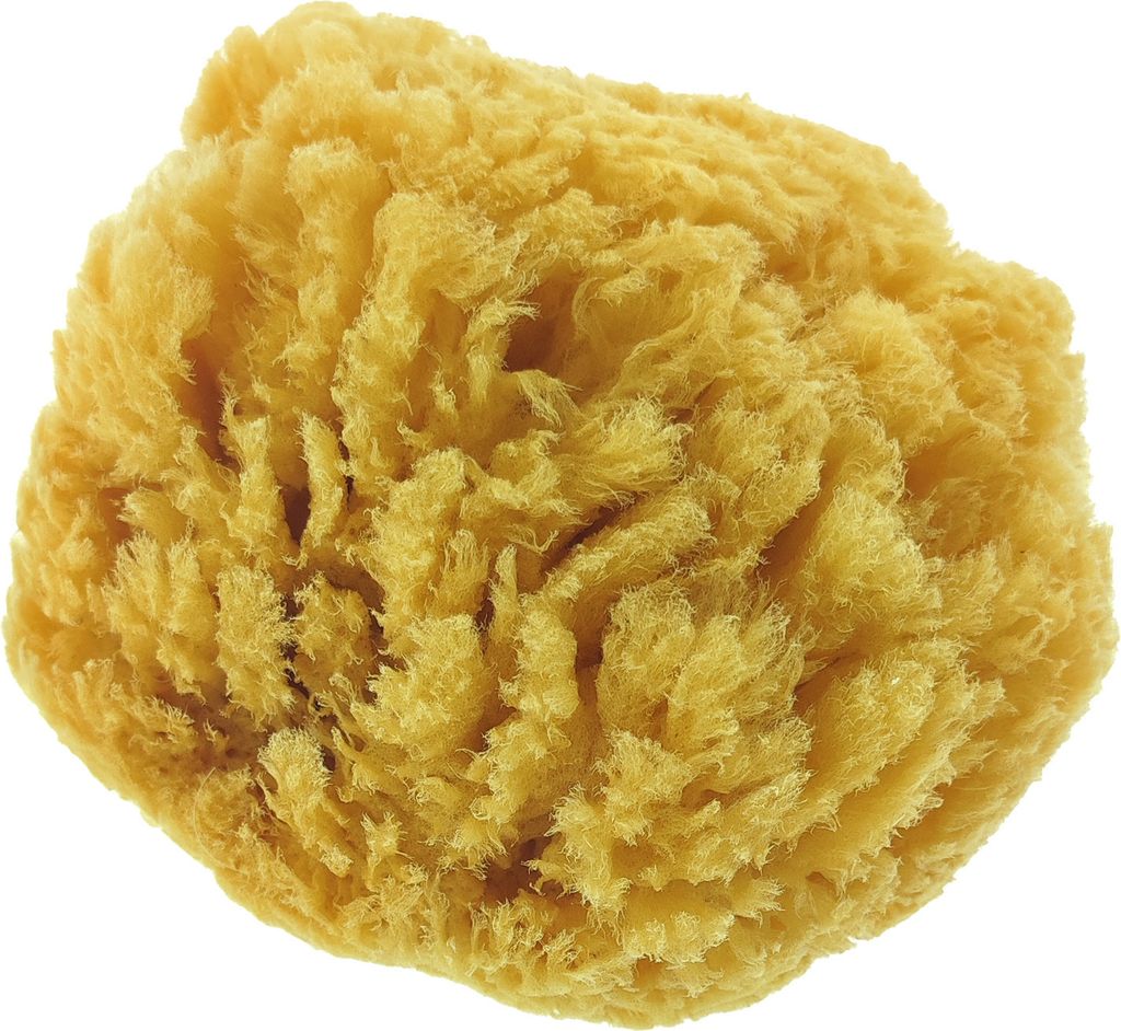 Naturschwamm 1 Stück Schwämme | Kaufland.de