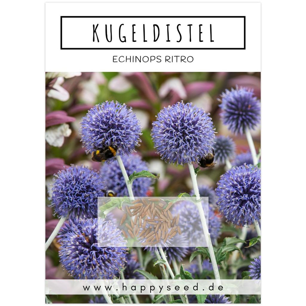 Kugeldistel Samen (Echinops ritro) - | Kaufland.de