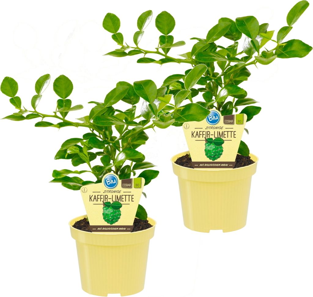 Kafir Lime - Citrus hystrix - 2 Rostlina - | Kaufland.cz