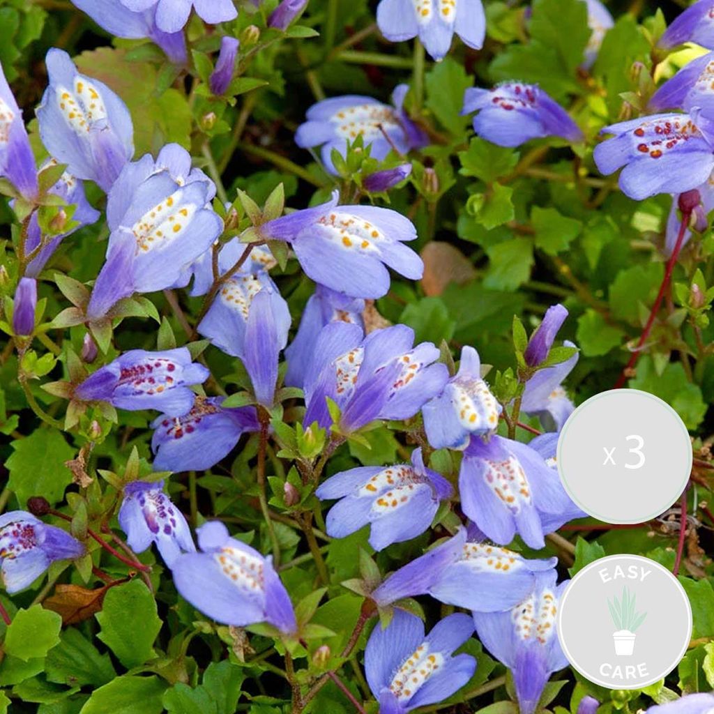 3x Mazus Reptans – Blaue Mazus – Teichpflanze | Kaufland.de