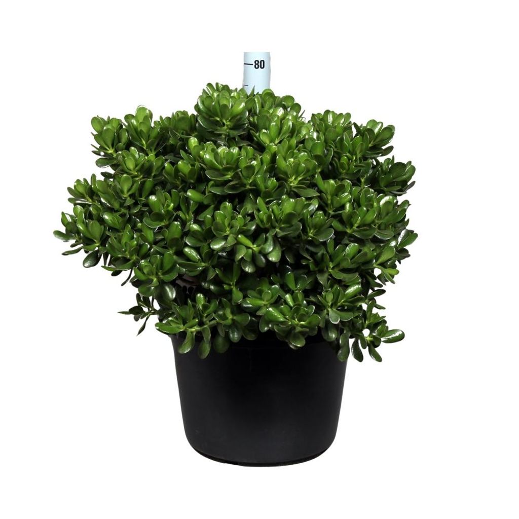 Sukkulente – Dickblatt (Crassula) – Höhe: 23 | Kaufland.de