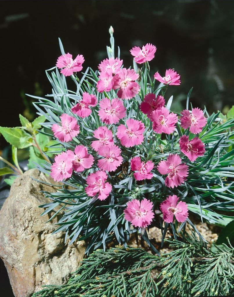 Dianthus gratianop. 'Blaureif' Pfingstnelke, | Kaufland.de