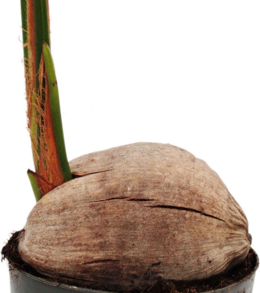 Echte Kokospalme - Cocos nucifera - mit | Kaufland.de