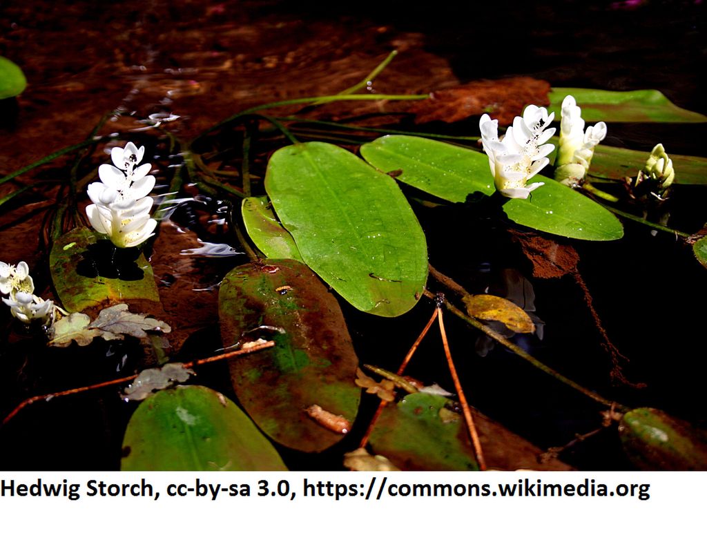 Afrikanische Wasserähre / Aponogeton | Kaufland.de