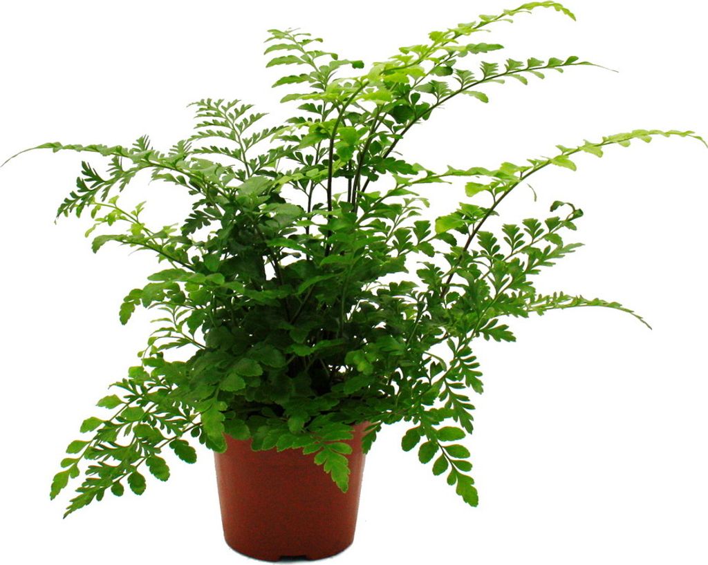 Asplenium dimorphum Parvati - specjalna odmiana paproci do