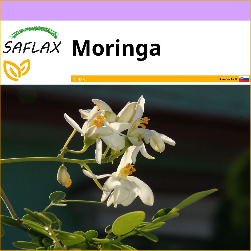 SAFLAX - moringa - Moringa oleifera - 10 | Kaufland.sk