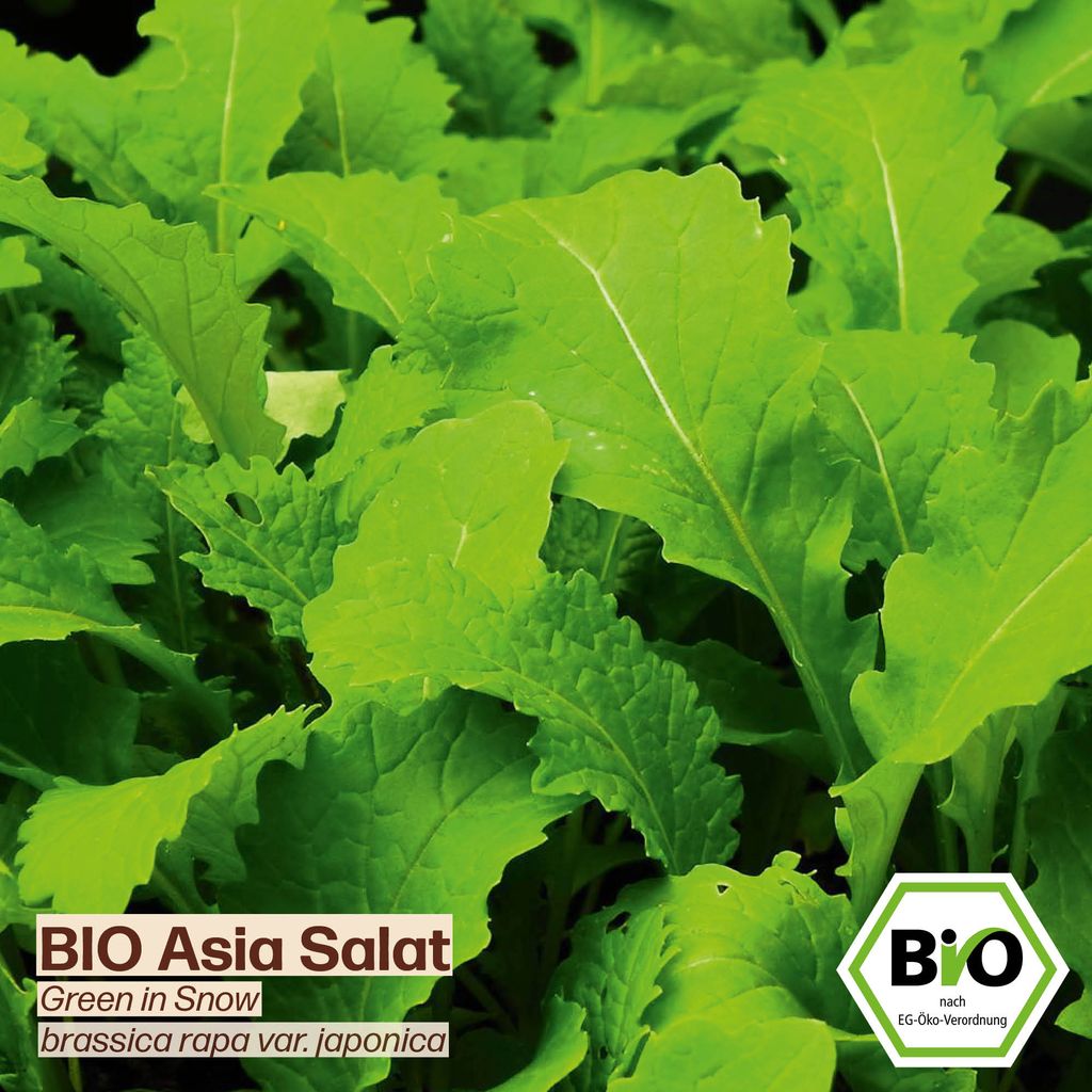 SamenliebeAsia Salat Samen Green in Snow | Kaufland.de