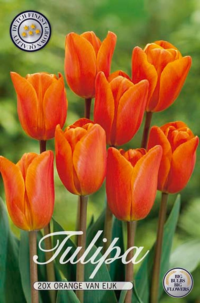 Tulpe Orange van Eijk (20 Stück) | | Kaufland.de