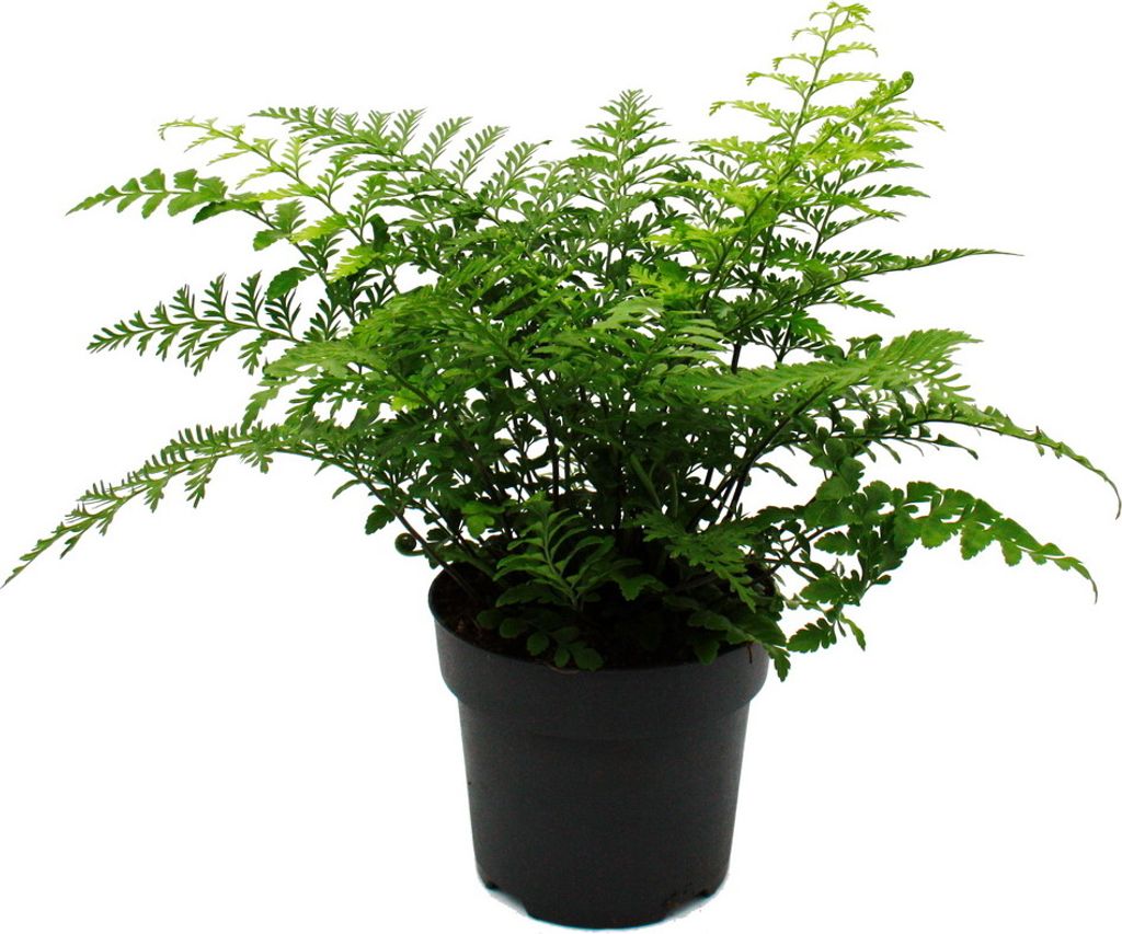 Asplenium dimorphum Parvati- besondere | Kaufland.de