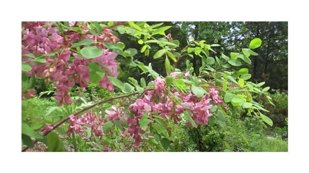 10x Robinia hispida var. fertilis Borstige | Kaufland.de