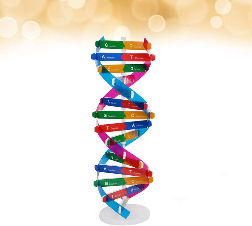 2 STÜCKE Kinder DNA Modell Kit Doppelhelix | Kaufland.de
