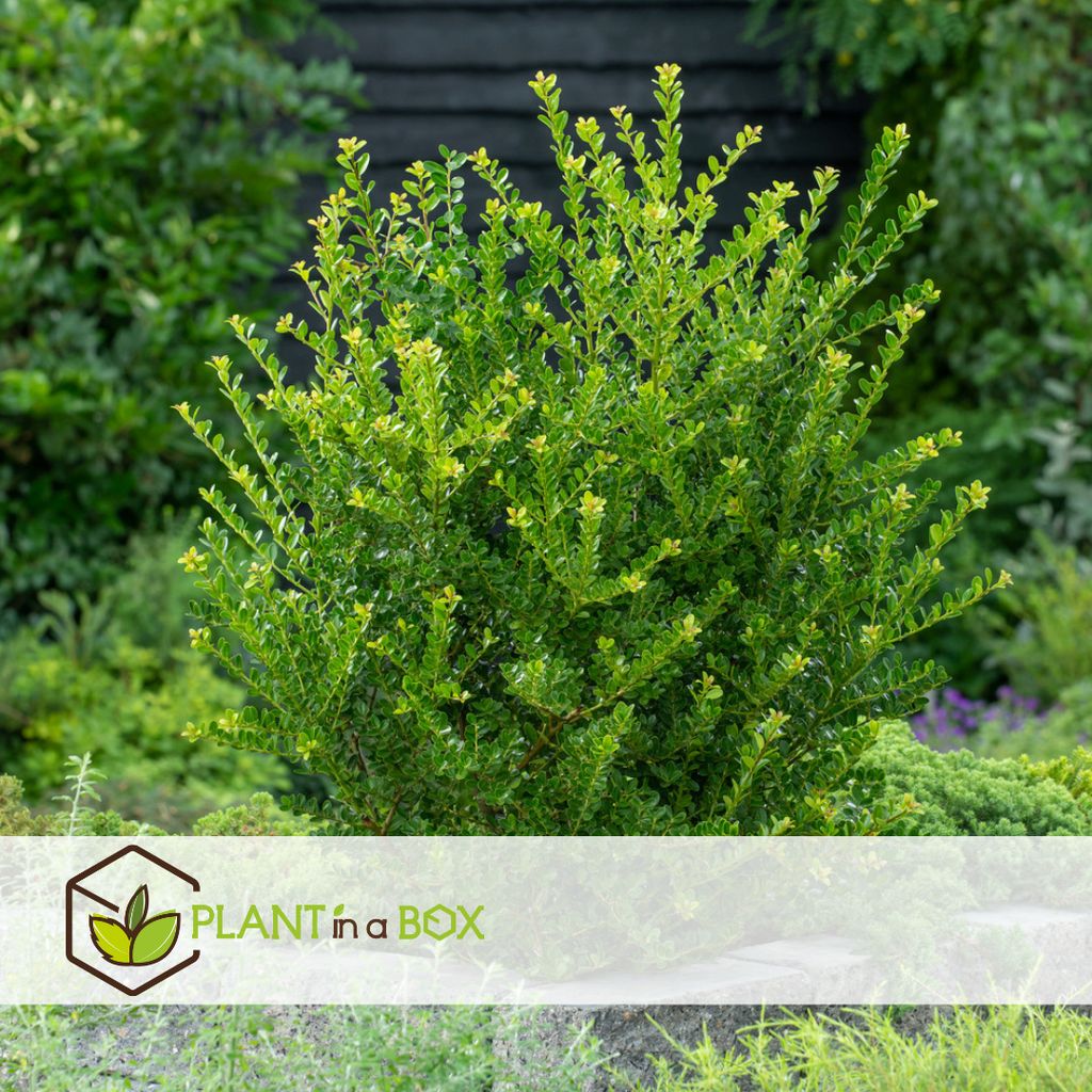 Plant in a Box - Ilex crenata 'Jenny' - | Kaufland.de
