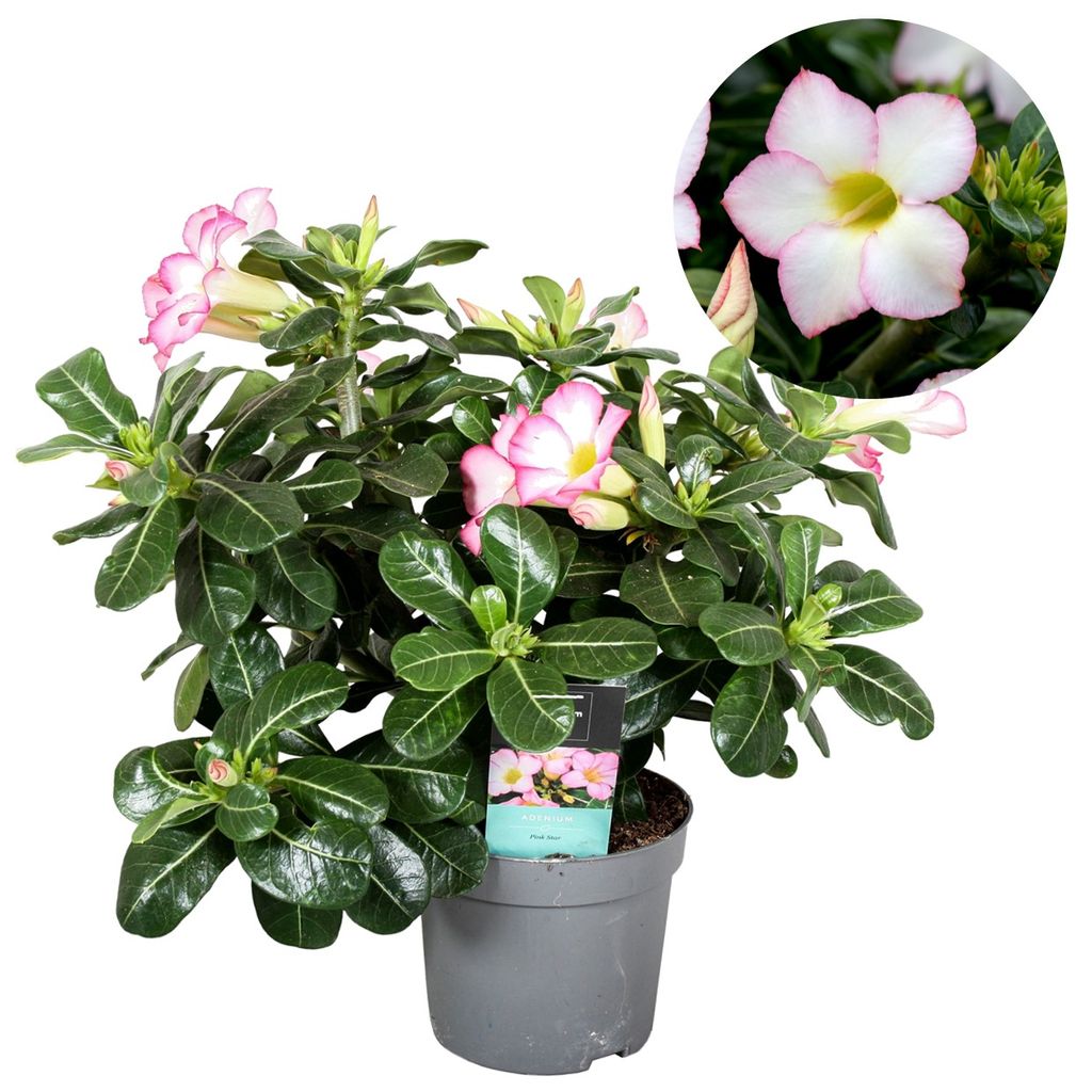 Plant in a Box - Adenium Obesum - Adenium | Kaufland.de