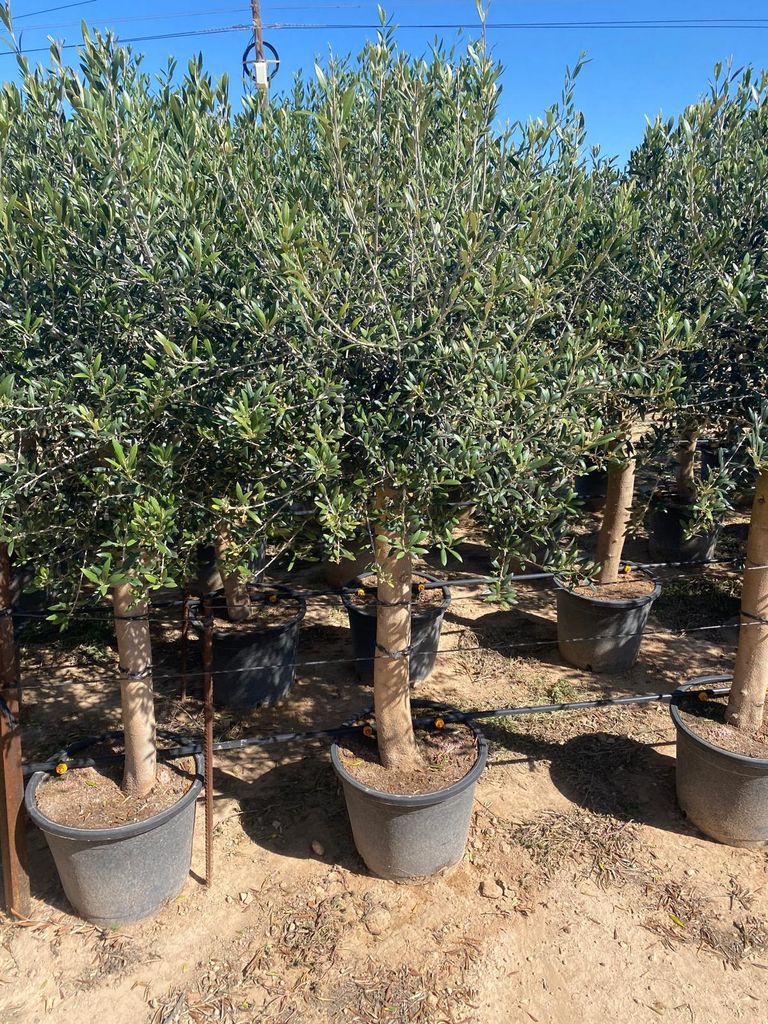 Sunny Tree - Wysokie drzewo oliwne 170 cm | Kaufland.pl