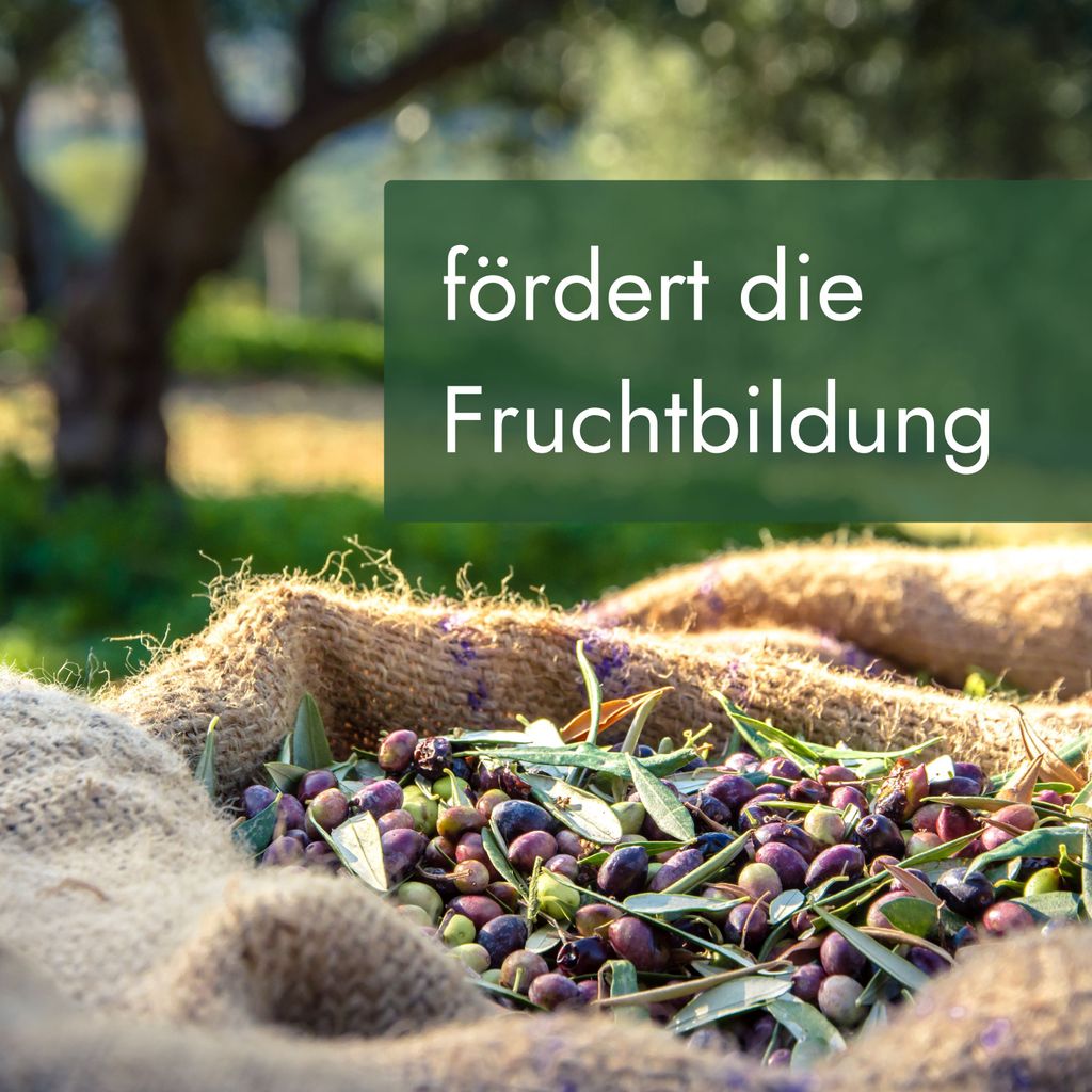 Meine Orangerie Olivenbaum Erde 20 L - | Kaufland.de