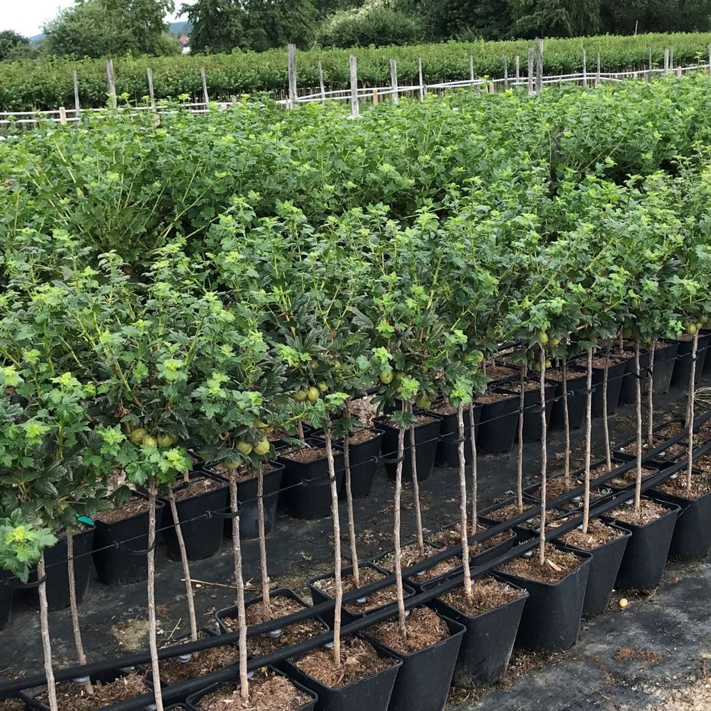 Spinefree - hellrote Stachelbeere Busch | Kaufland.de