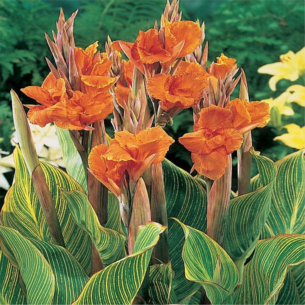 Canna Pretoria 1 St.Kanna Blüten Knolle Töpfe | Kaufland.de