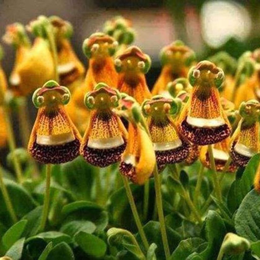 10 Stück seltene Calceolaria Uniflora Samen | Kaufland.de