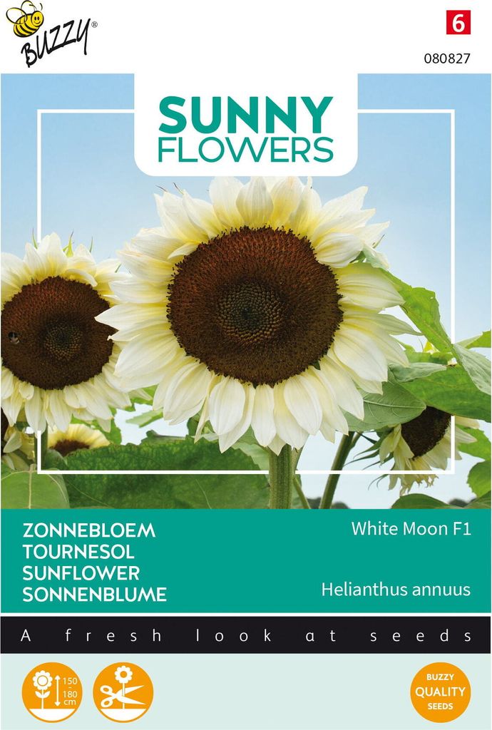 Buzzy Sunny Flowers Tournesol White Moon F1 Graines