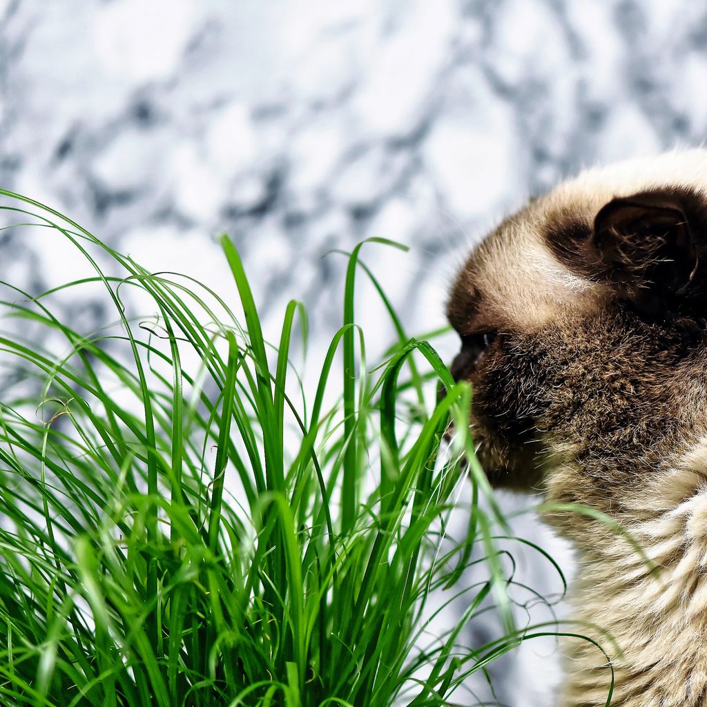 Zyperngras Katzengras Samen - Cyperus zumula | Kaufland.de