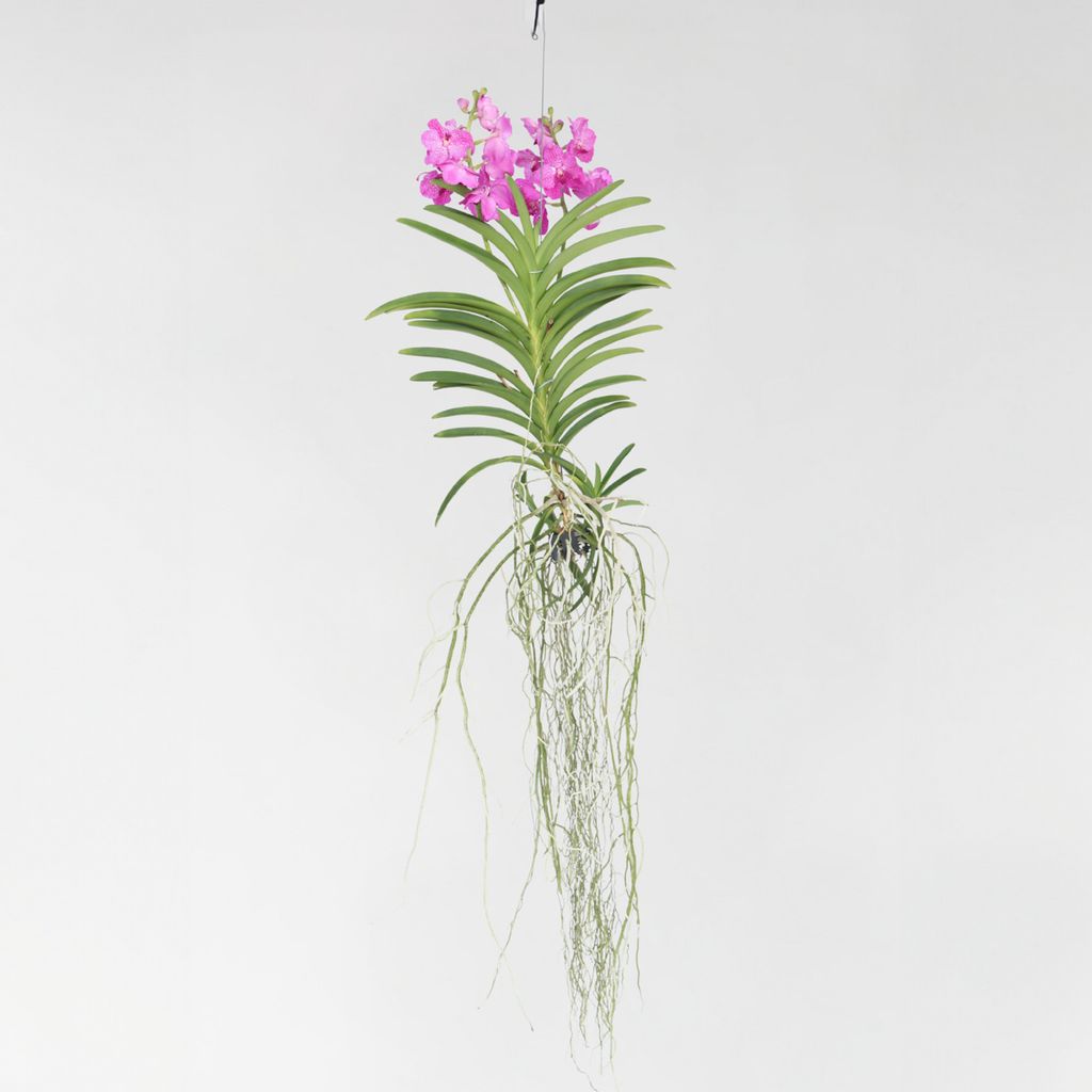 Vanda-Orchidee - Vanda 'Pink' - Höhe 45-55cm | Kaufland.de