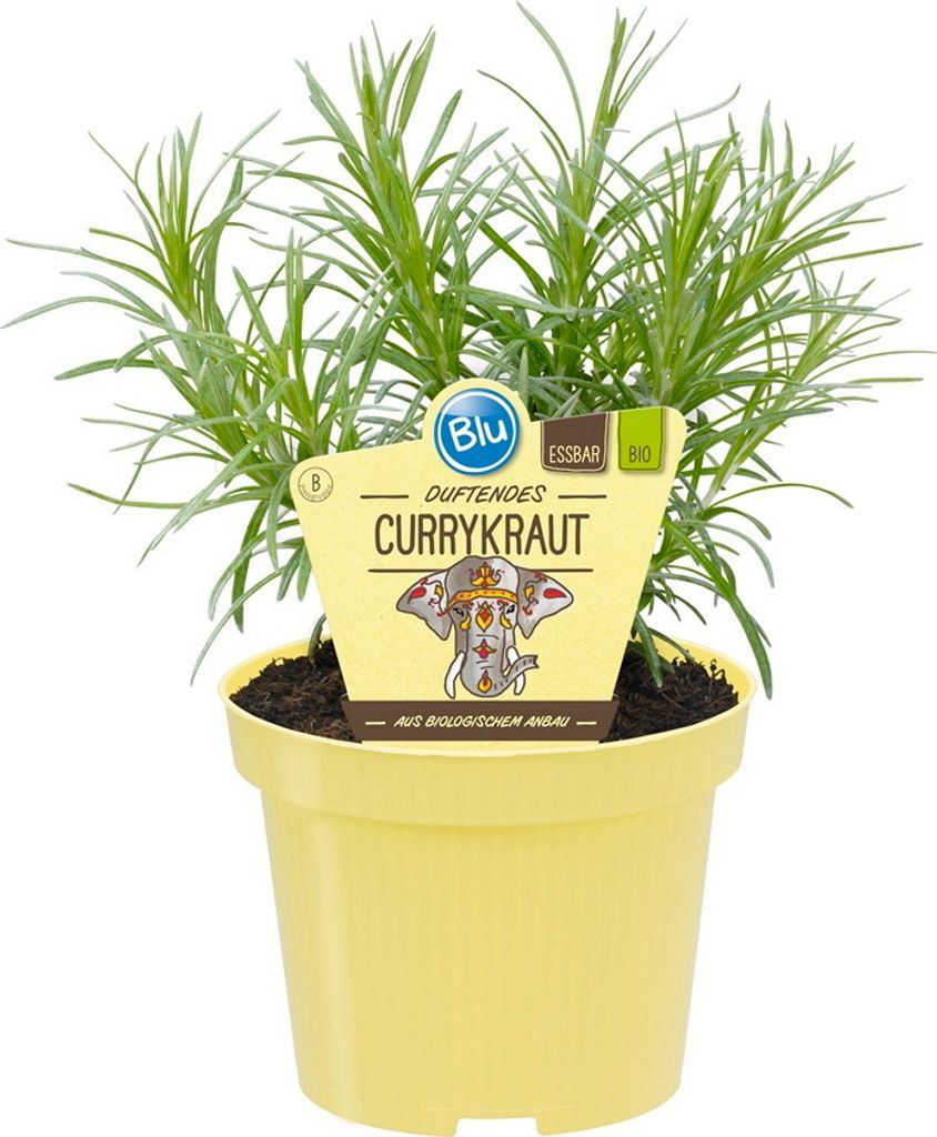 Kari bylina vkvalite - Helichrysum angustifolia - bylina v