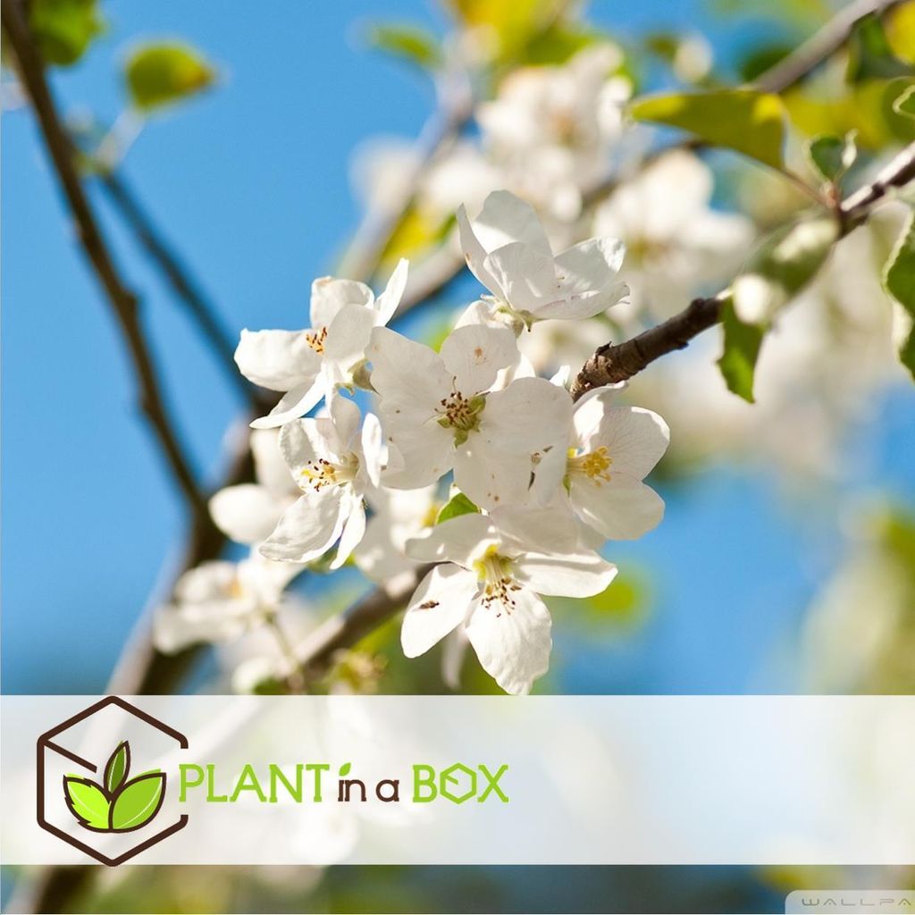 Plant in a Box - Malus 'Braeburn', Prunus | Kaufland.de