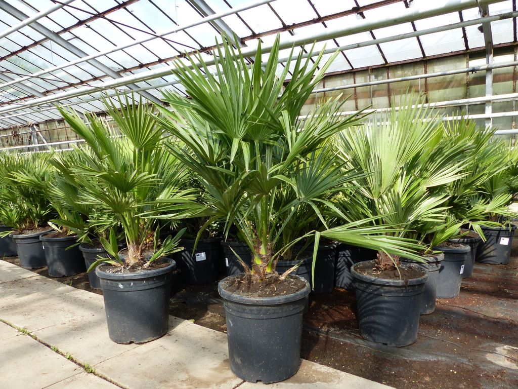 Palme "Vulcano" 70 cm Zwergpalme Chamaerops | Kaufland.de