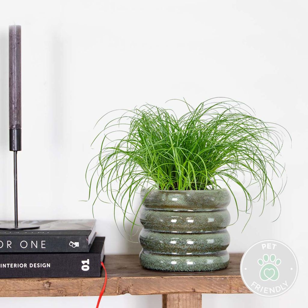 Cyperus alternifolius \'Zumula\' - Katzengras | Kaufland.de